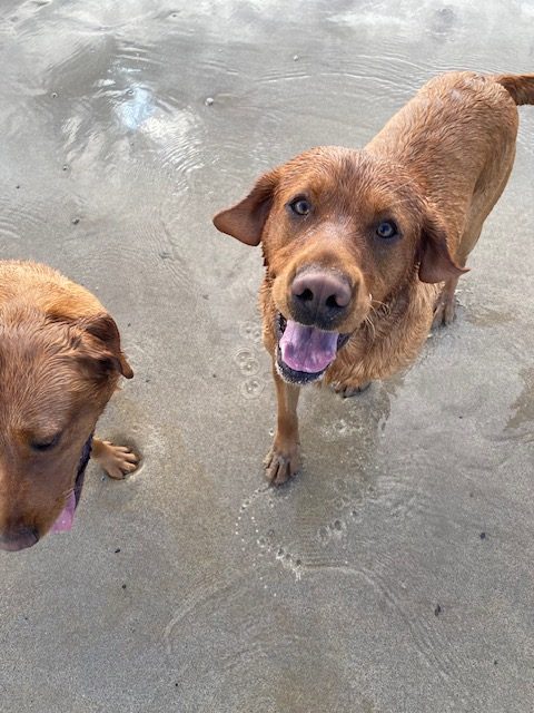 About - Canine Country Lodge